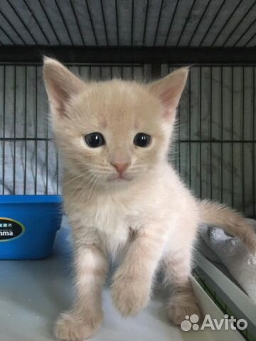 Котенок Персик в добрые руки