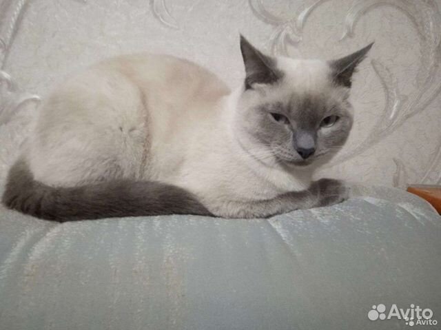 Тайский кот