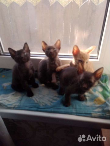 Канадский сфинкс котенок