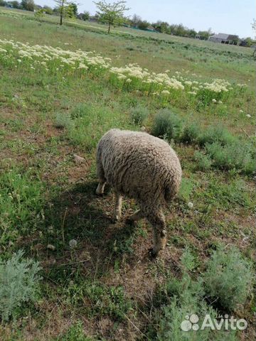 Продаю ягнята. овцы. баран8
