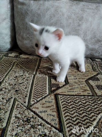 Котятки в добрые руки