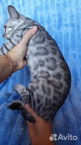 Бенгальские котята (золото, серебро, снег)