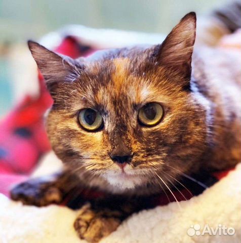 Кошка черепашковая