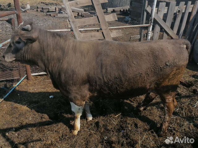 Бык живым весом продать