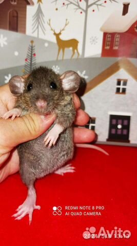 Крыса дамбо рекс агути, клетки, наборы