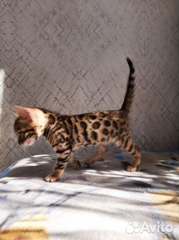 Бенгальские котята