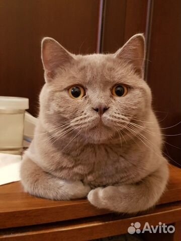 Британский кот "Потап"