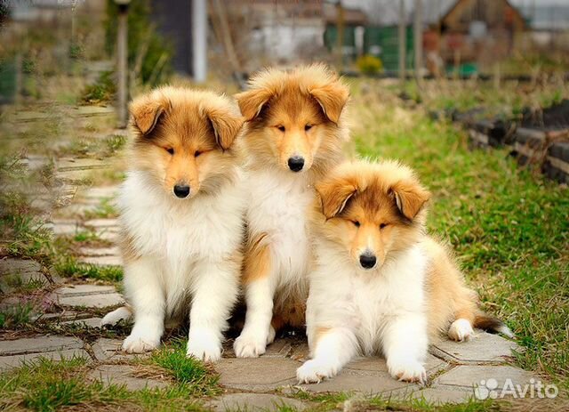 Колли пушистые щенки