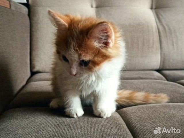 Пушистый рыжий котёнок малыш в дар