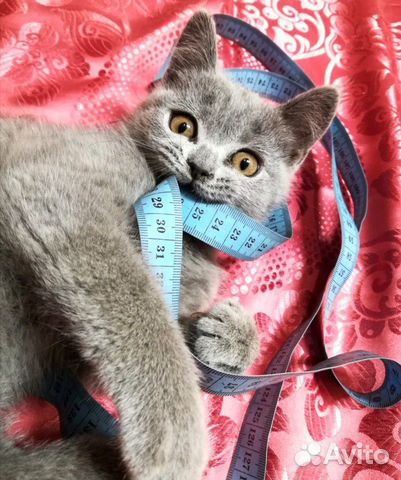 Шотландский мальчик 2 мес