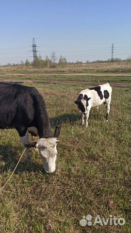 Корова дойная с теленком