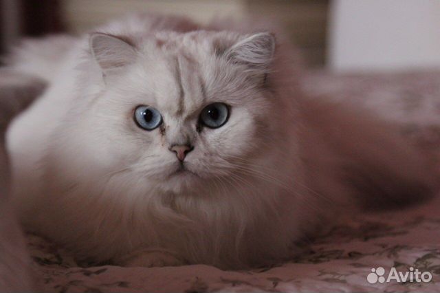 Кошка в дар