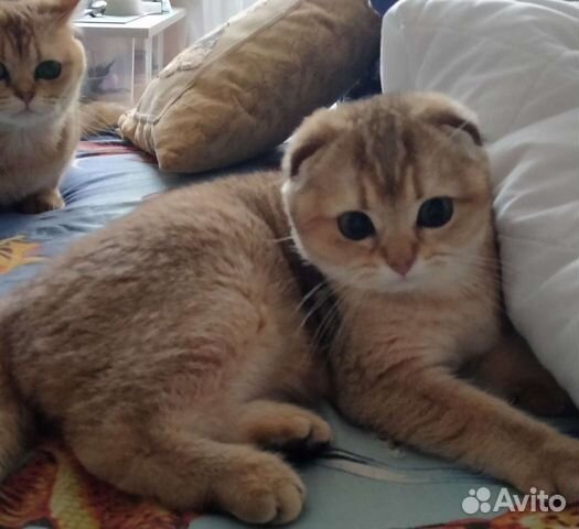 Шотландская золотинка