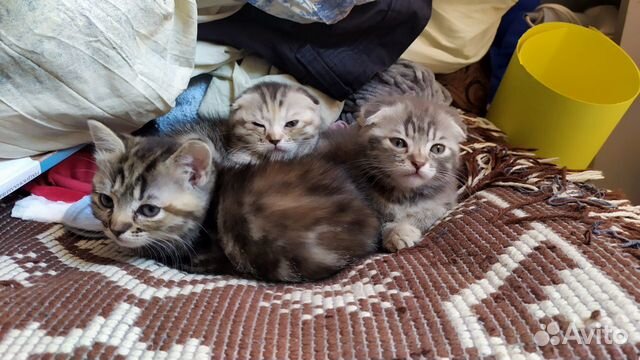 Шотландские котята