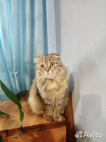 Пуша ищет добрую семью