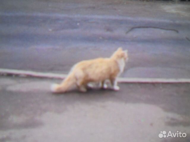 Рыжик 5 месяцев в дар