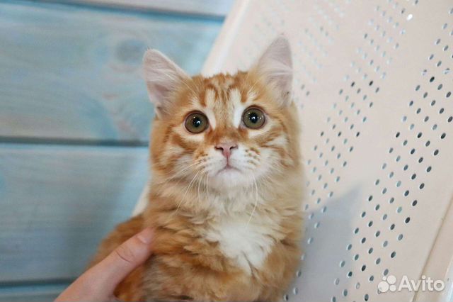 Будующая наглая рыжая морда изет дом