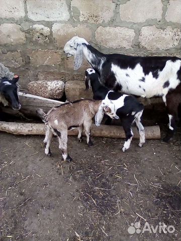 Англонубийские козочки