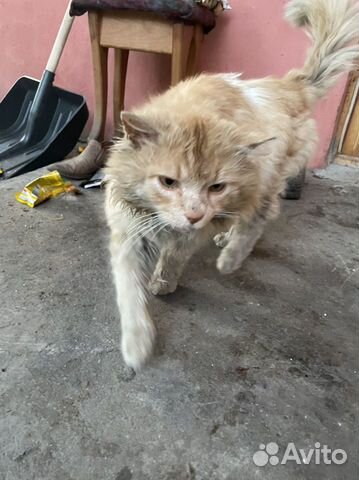 Несчастный ласковый кот ищет дом
