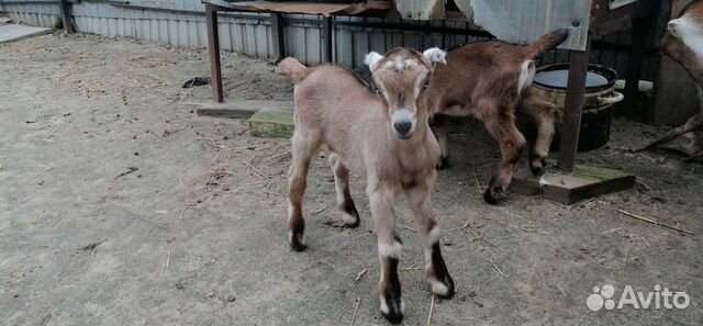 Козлик ламанча