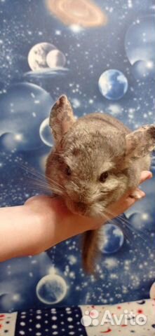 Шиншилла самец