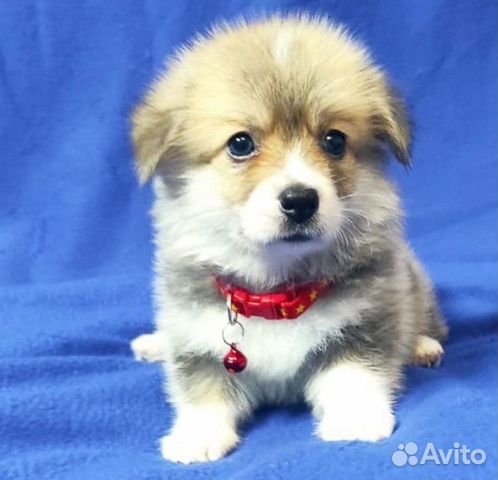 Чистокровные вельшики