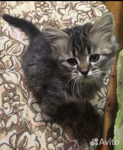 Котенок, девочка 1.5 месяца, домашняя