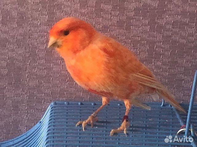 Муаровый кенар