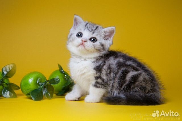 Серебристый биколор шотландская