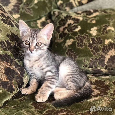 Котенок в добрые руки