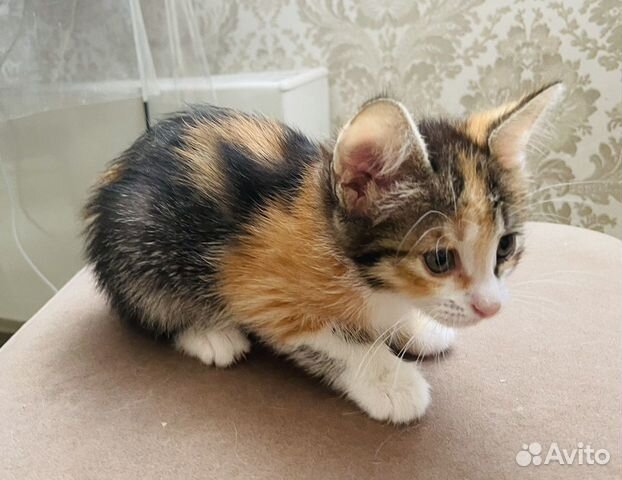 Котенок кошечка 1,5 месяца