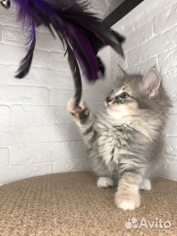 Британская длинношерстная