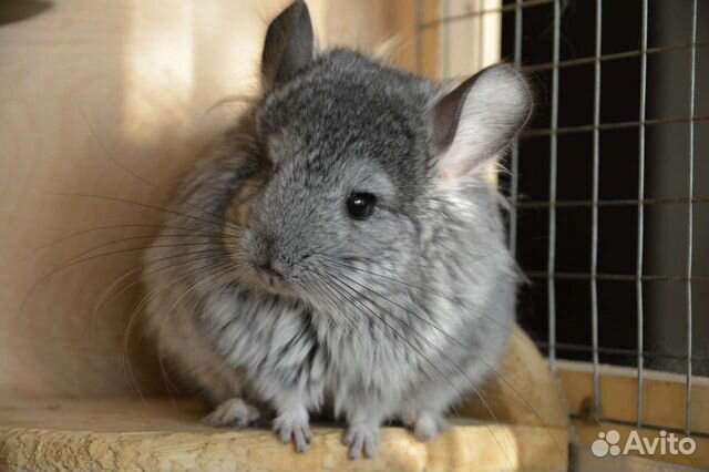 Шиншилла ангора