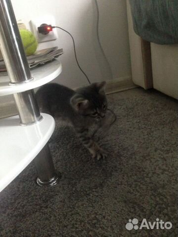 Котята от мамы русской голубой