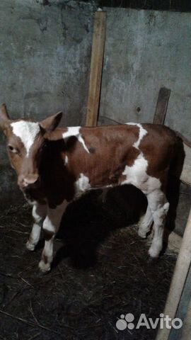 Бычки телята теленок