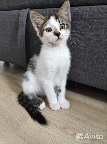 Котёнок 2.5 мес