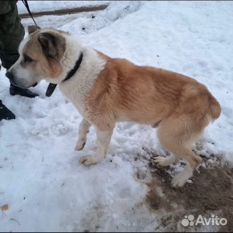 Алабай Боря ищет дом
