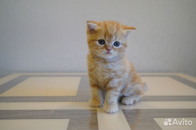 Шотландские котята