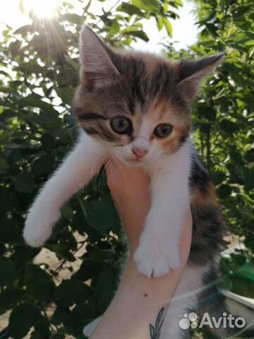 Кошка