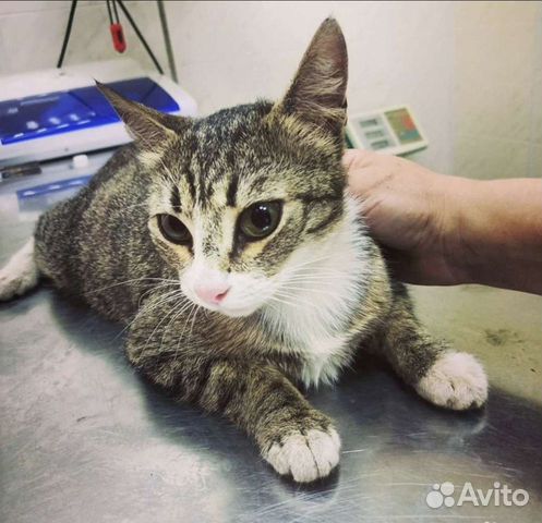 Кошка Инопланетные зелёные глаза