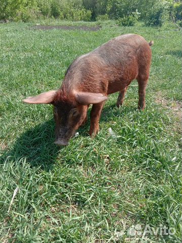 Хрячок Дюрок