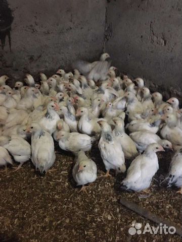 Продам цыплят 1 месяц