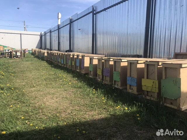 Пчелопакеты среднерусской пчелы