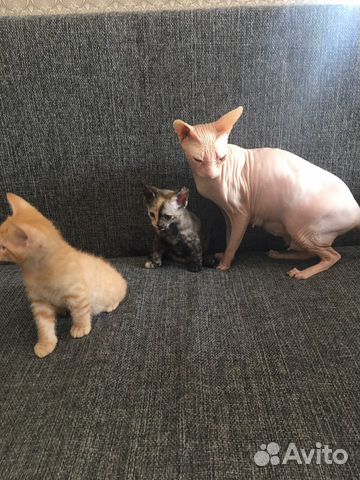 Котята сфинкс браш