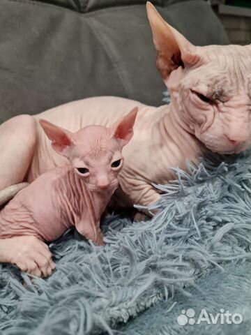 Донской сфинкс котята