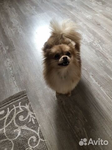 Цверг Шпиц,девочка 8 мес