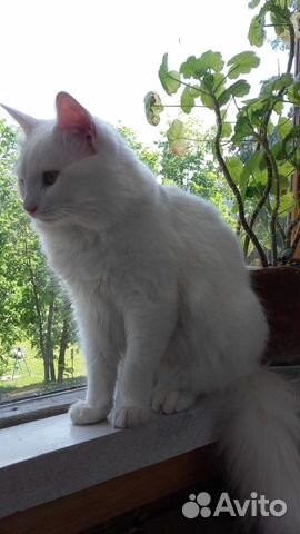 Кот