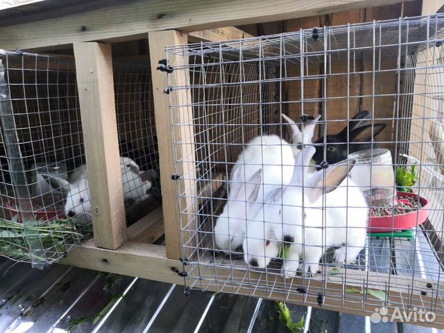 Крольчата, Калифорния, 1 месяц