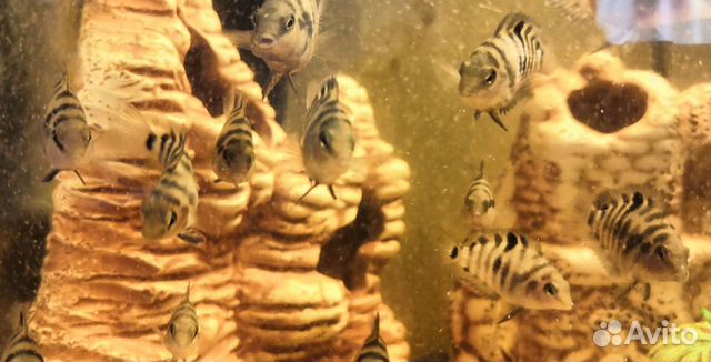 Чернополосая цихлазома