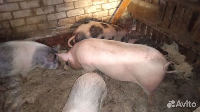 Свиньи ландрас